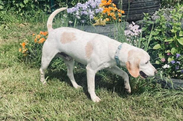 Gentle 10 year old beagle Bellman seeks loving forever home