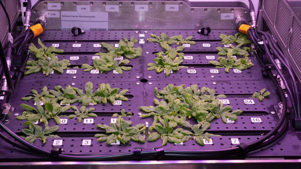 Breathe better with the right indoor plants