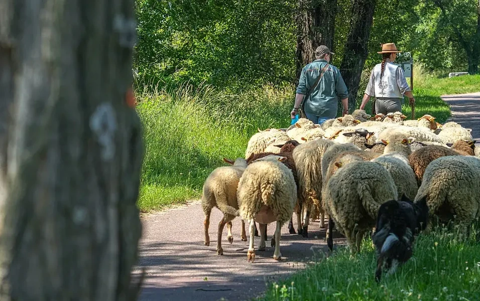 Farm dog breeds that still work hard today