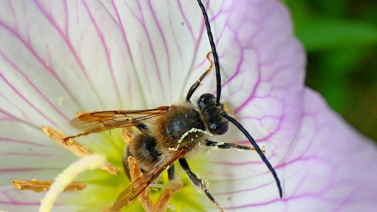 La curiosa abeja cornuda