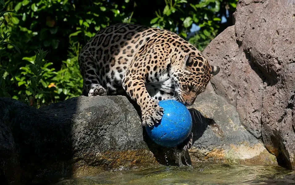 Jaguars make a roaring comeback in the wild