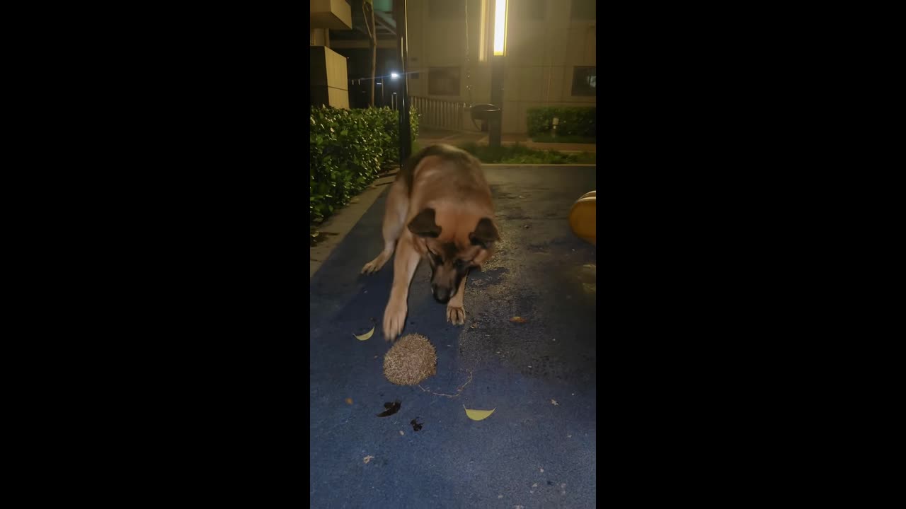 German shepherd cautiously investigates defensive hedgehog in Henan, China
