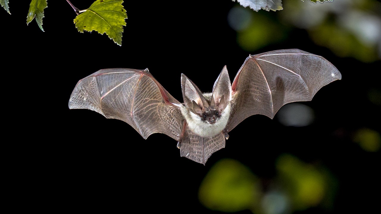 California neighborhood on alert after bat found near sidewalk tests ...