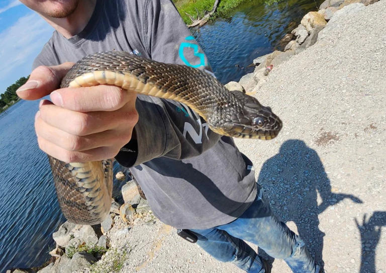 Man nearly bitten by powerful lake snake: 'She got close to tagging me'