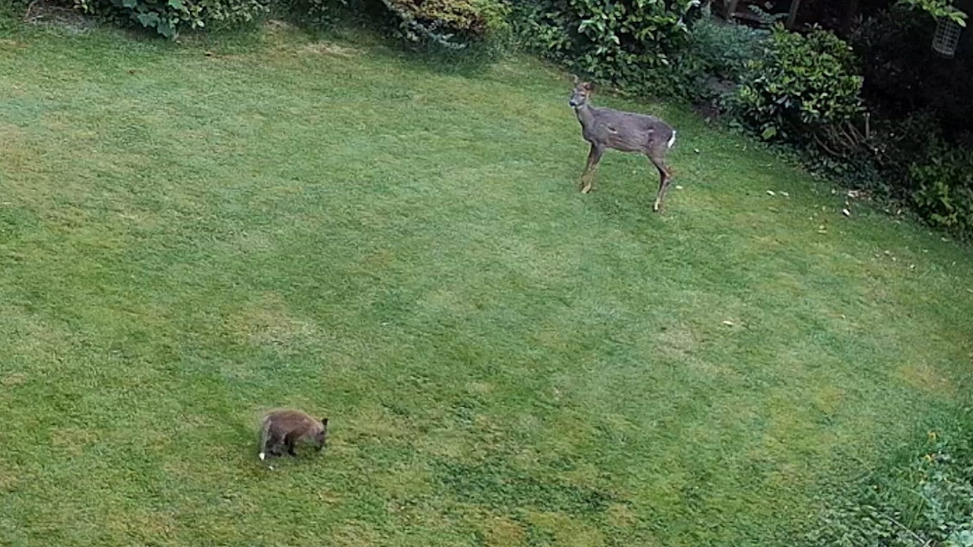 Fox cub playfully approaches deer in back garden