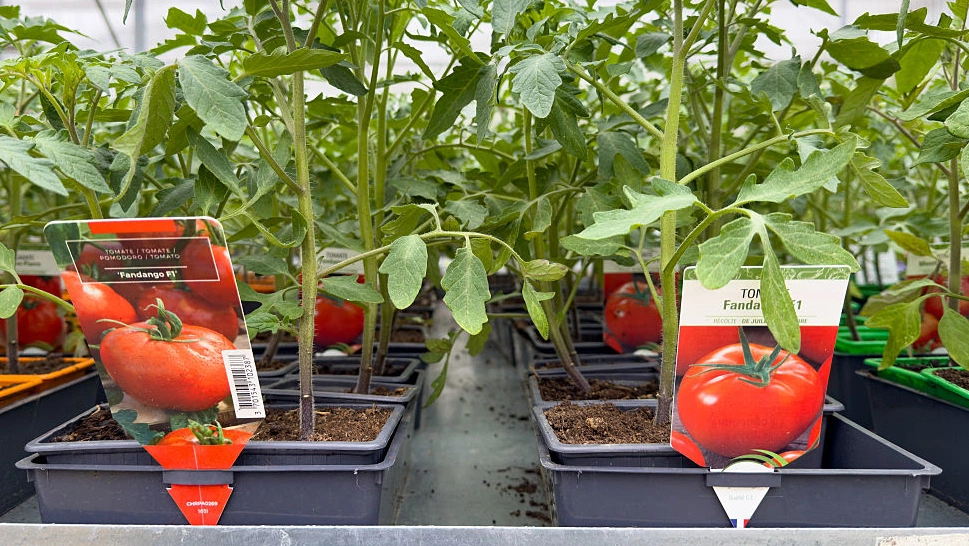 How to grow healthy, productive tomato plants