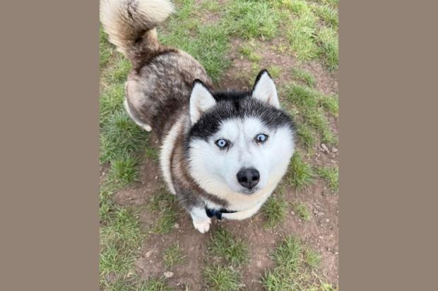 St Giles column: How to keep your dog cool during hot spells