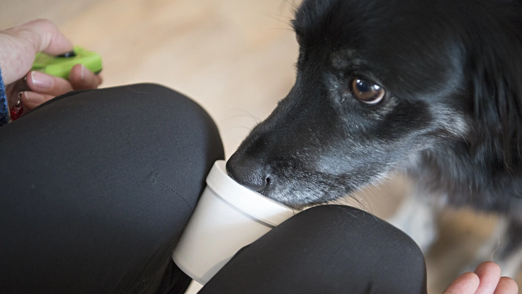 9 simple pleasures dogs appreciate most