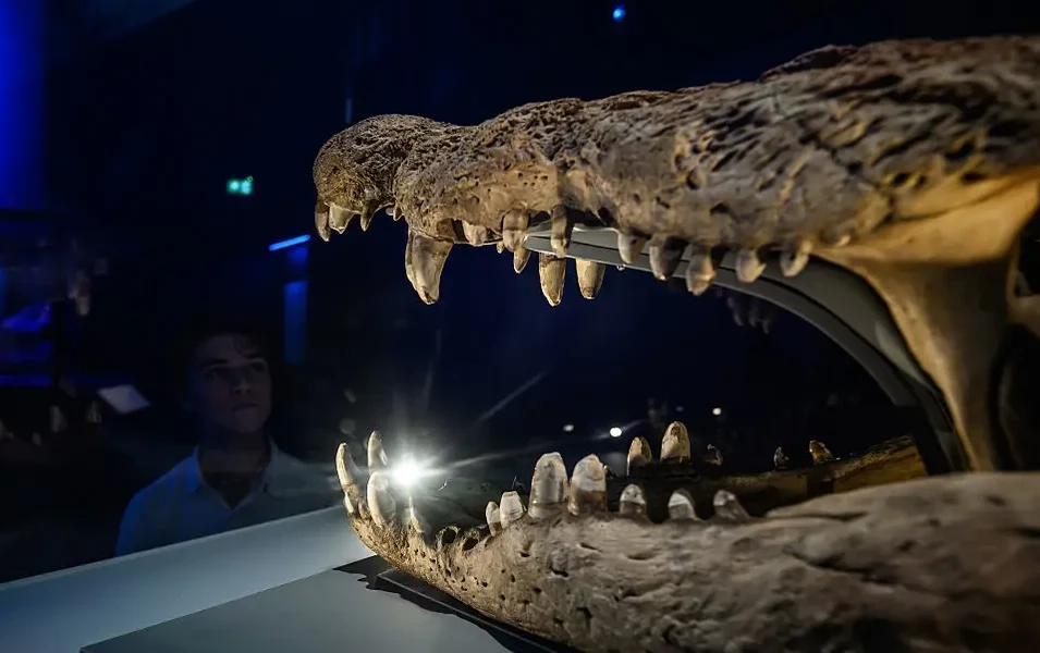 How to tell crocs and gators apart fast