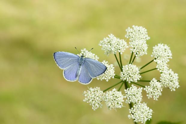Race is on to crown Britain's favourite butterfly as Dorset backs the ...