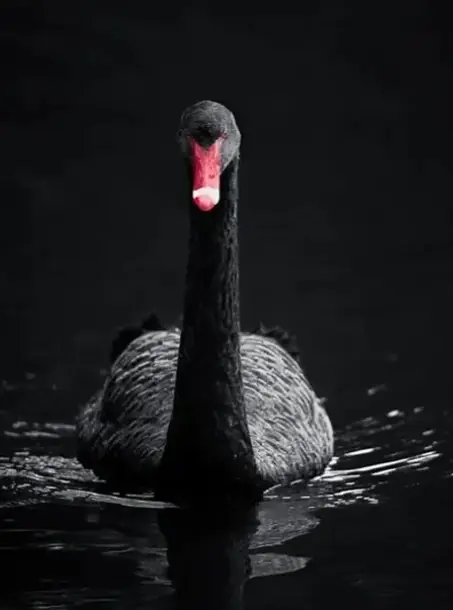 Cisne negro encanta com beleza rara e comportamento social em habitat ...