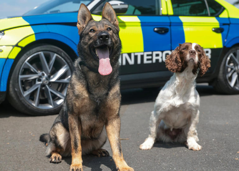 ‘The bite is a less lethal option’: PSNI dog handlers on the crucial ...