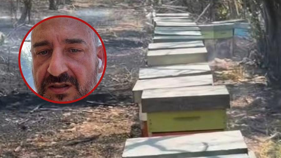 San Sperate, api regine salvate dall'incendio: "Patrimonio genetico ...