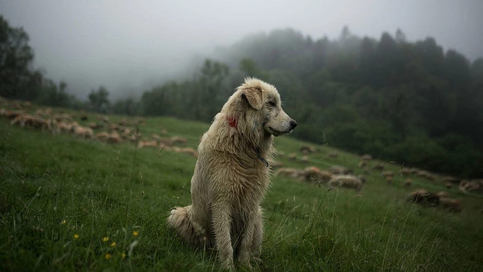 Farm dog breeds that still work hard today