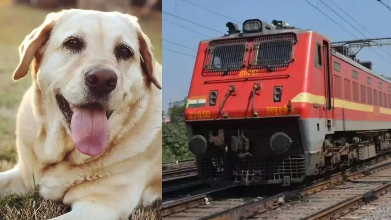 My deceased dog was thrown onto platform: Labrador dies en route to ...
