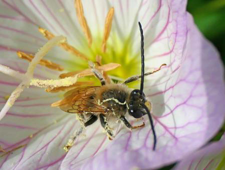 La curiosa abeja cornuda