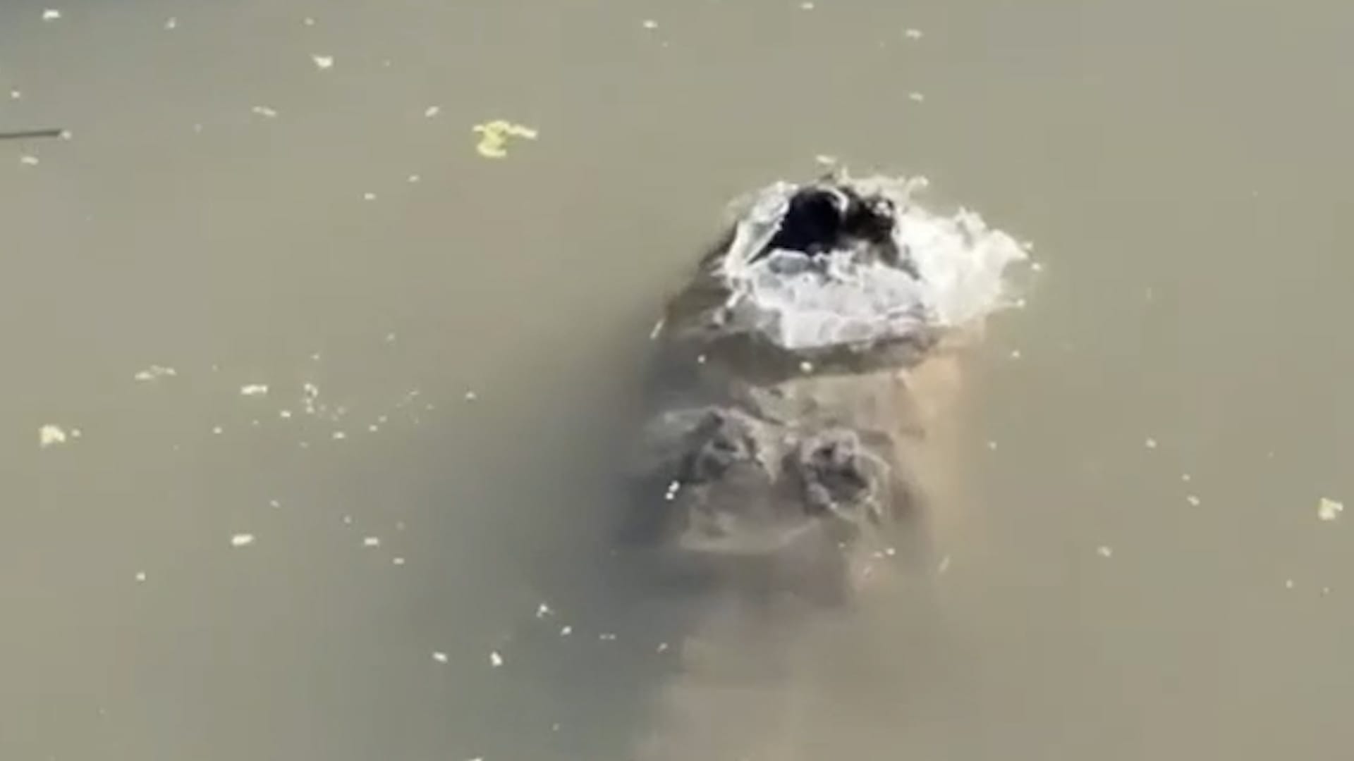 Alligator freezes beneath ice with nose sticking out to breathe in Texas