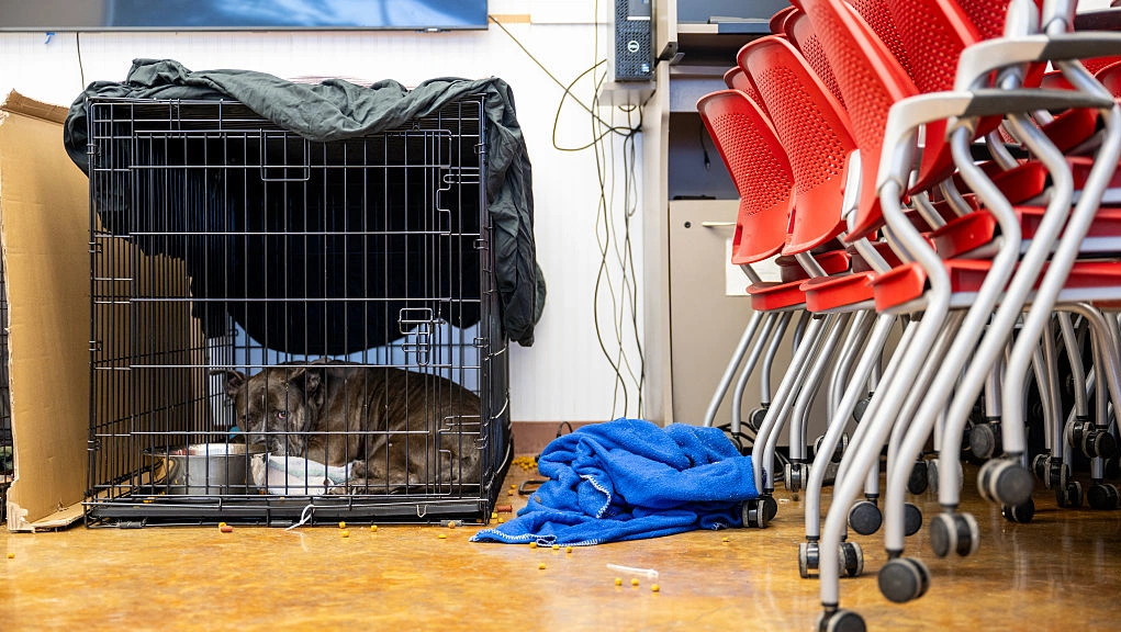 10 dog breeds and stories of long shelter waits