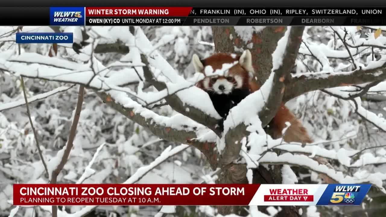 Cincinnati Zoo closes for winter storm, animals brave the cold