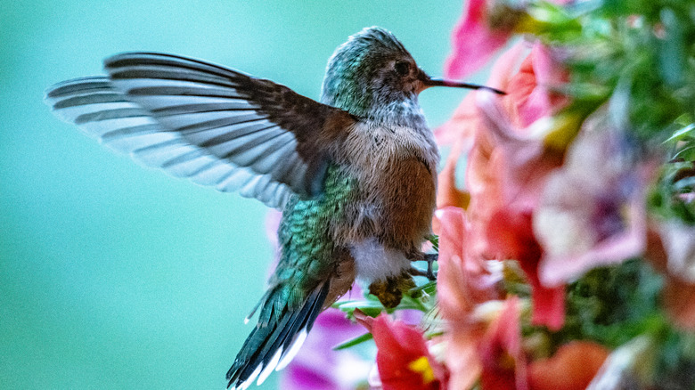 19 gorgeous hanging basket plants that hummingbirds absolutely love