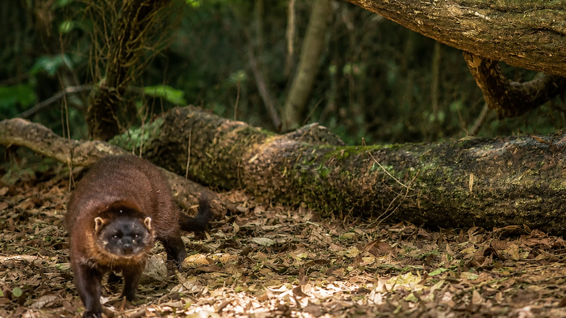 Unexpected wildlife footage captured in a remote woodland habitat