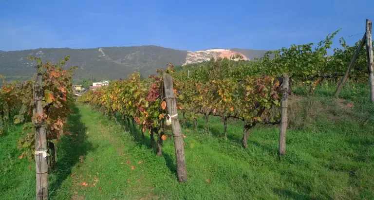 Sulle colline bresciane c’è un insolito vino rosato che "nasce dal marmo"