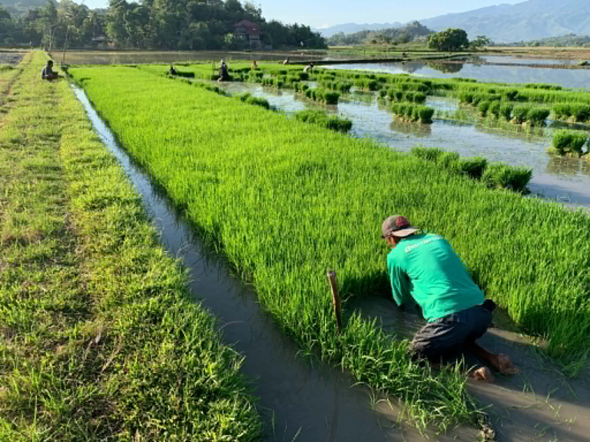 New rice varieties developed to survive drought using stronger roots