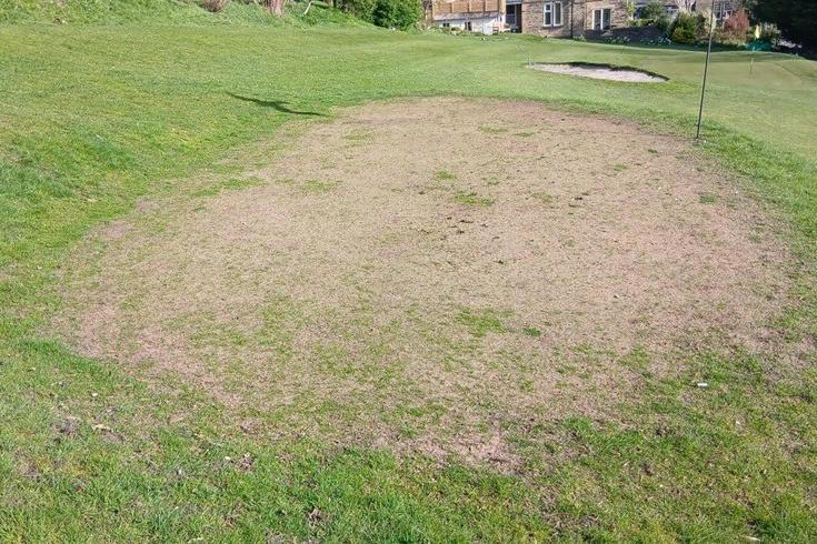 Rastrick golf club seeks to fell tree that is causing a green to become ...