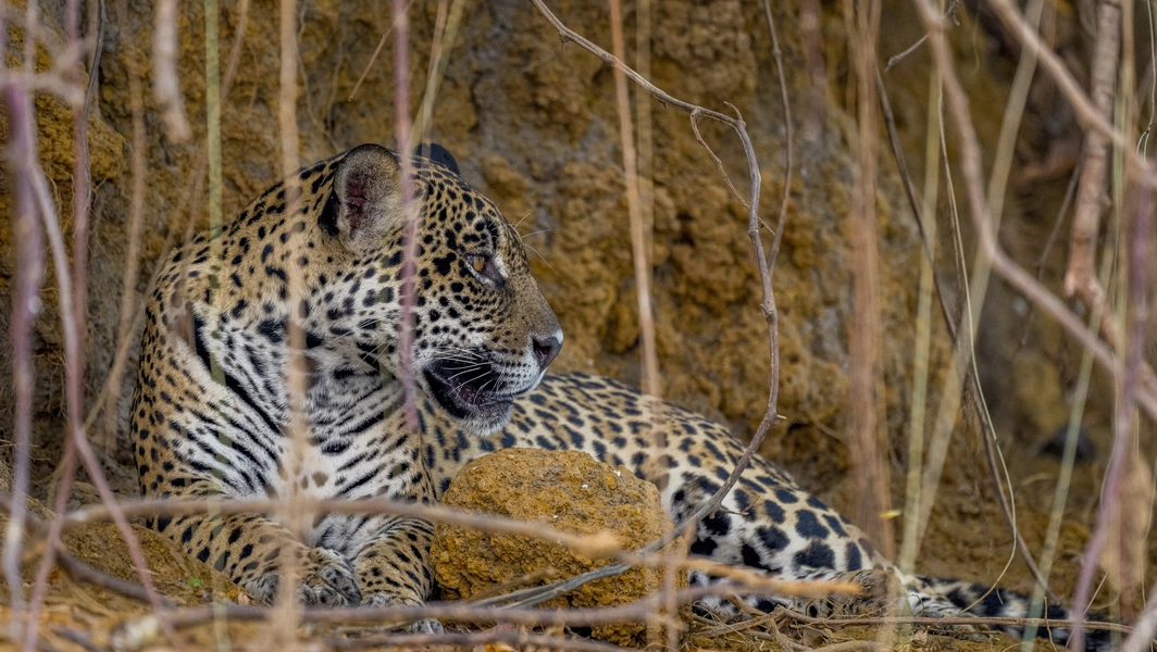 Jaguars make a roaring comeback in the wild