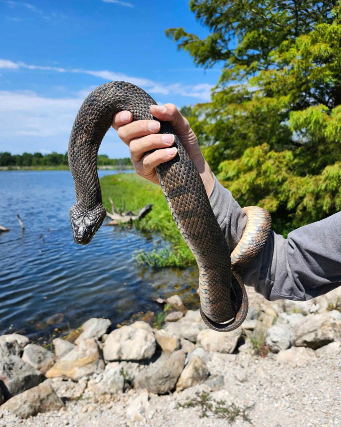 Man nearly bitten by powerful lake snake: 'She got close to tagging me'