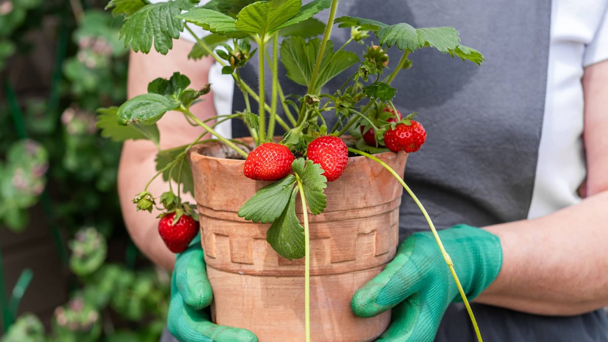 Erdbeeren anbauen: Die 20 besten Sorten für Garten und Balkon