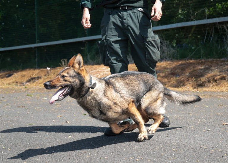 ‘The bite is a less lethal option’: PSNI dog handlers on the crucial ...