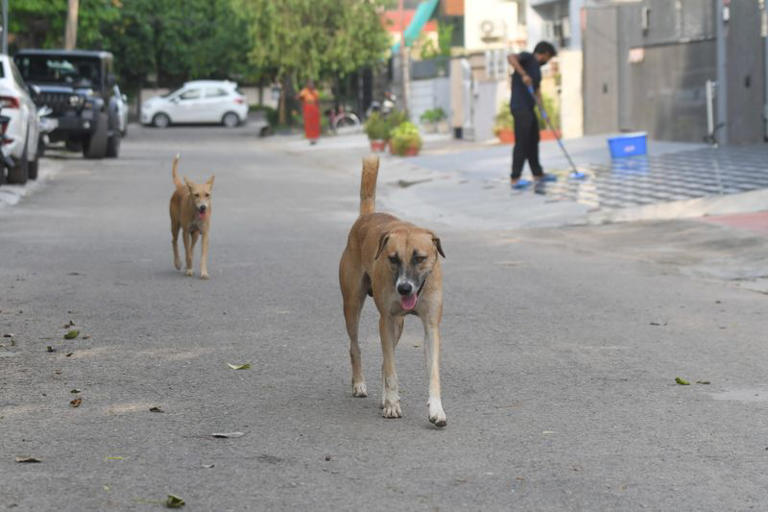 Stray dog on biting spree injures nearly 60 in Madhya Pradesh's Shivpuri