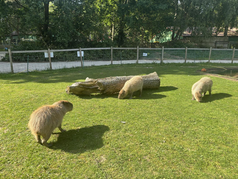 How capybaras are helping to bring the feel-good factor to visitors at ...