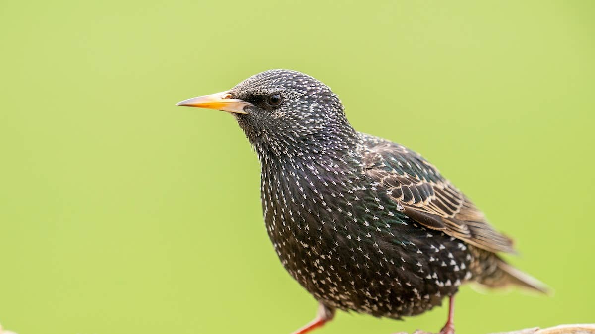 Starling with the sweetest little voice sounds shockingly human