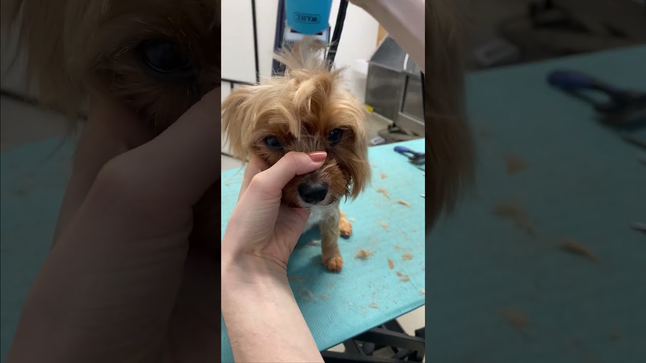 Yorkshire terrier’s full grooming transformation | From bath to fluffy ...