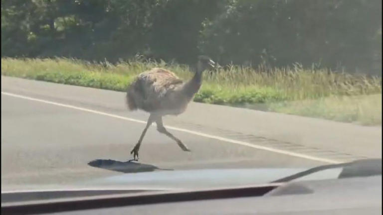 Emu returned to owners after highway adventure on Eastern Shore