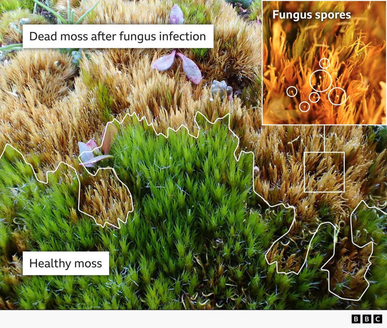 'Killer fungus' could be good news for habitats decimated by invasive moss