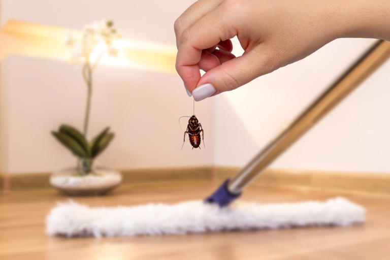 Surprising household items that actually attract insects