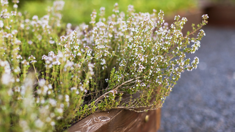 6 tips and tricks for growing the best thyme in your garden