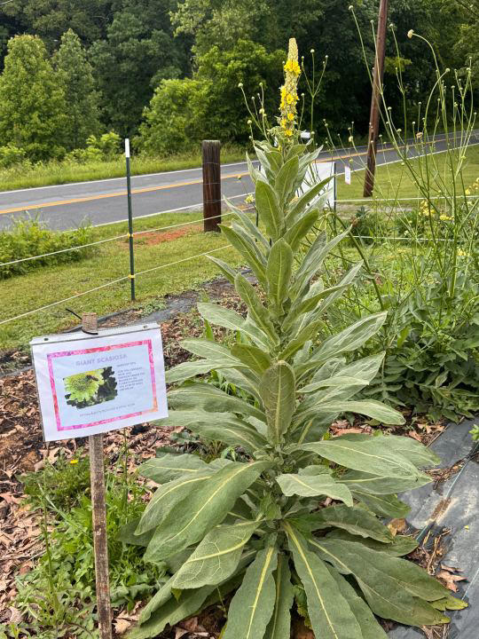 Garden open for U-Pick season at Strawberry Moon Blooms in Kingsport
