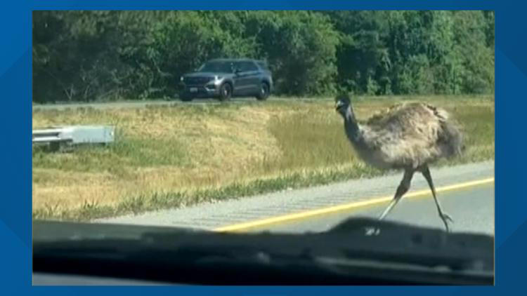 Emu caught after hours-long chase in Maryland
