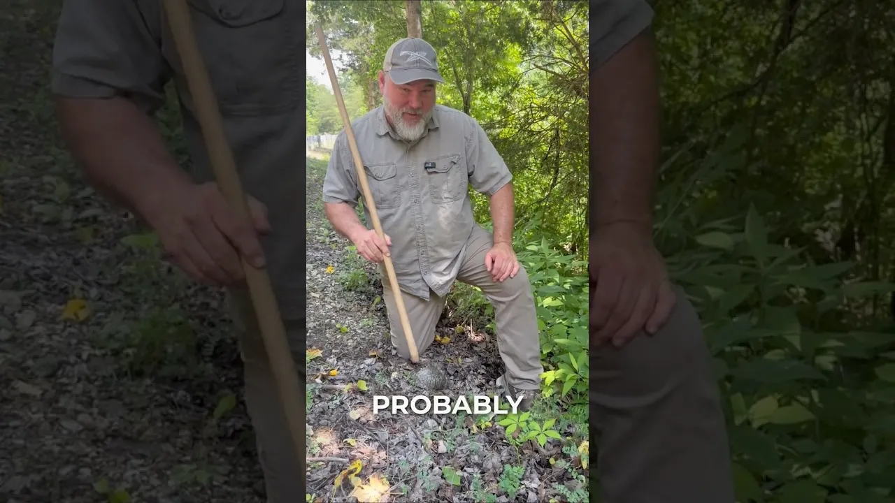 Stop moving box turtles