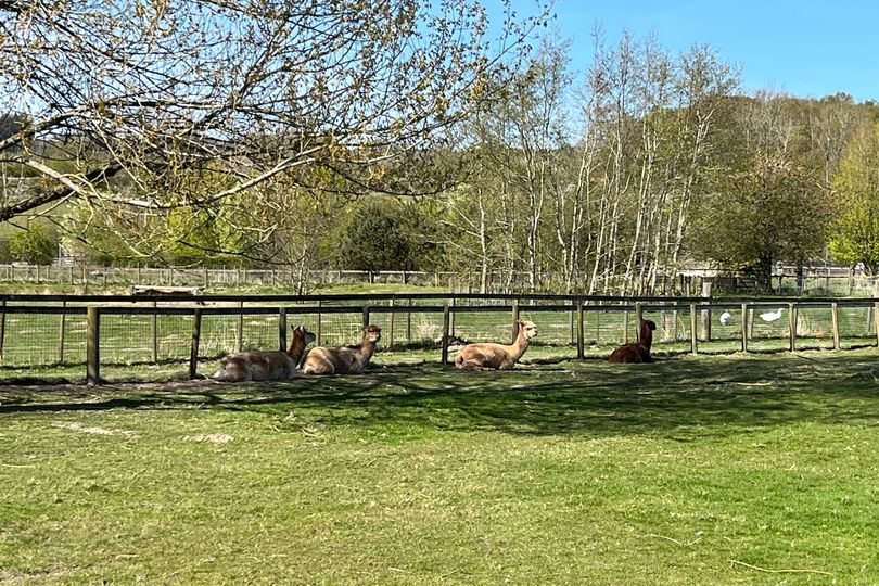 Amazing wildlife park over the Yorkshire border home to wonderful ...
