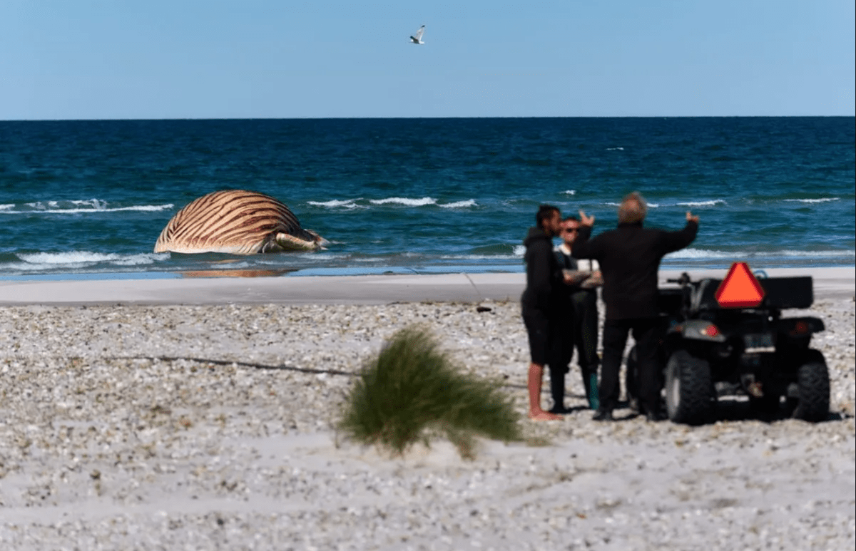 Dänen wollen Wal Timmy schnellstmöglich loswerden: „Problem für unsere ...