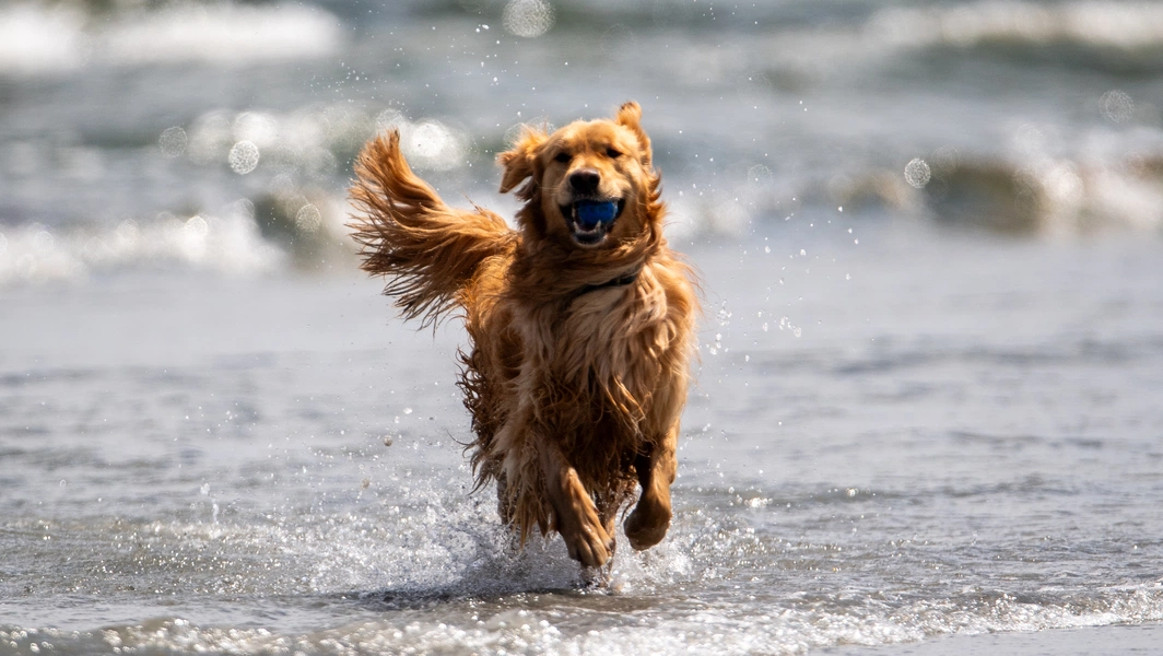 9 simple pleasures dogs appreciate most