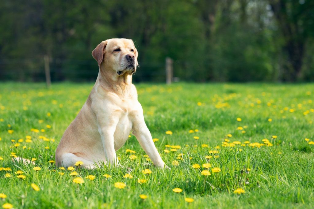Pets that become loyal almost instantly