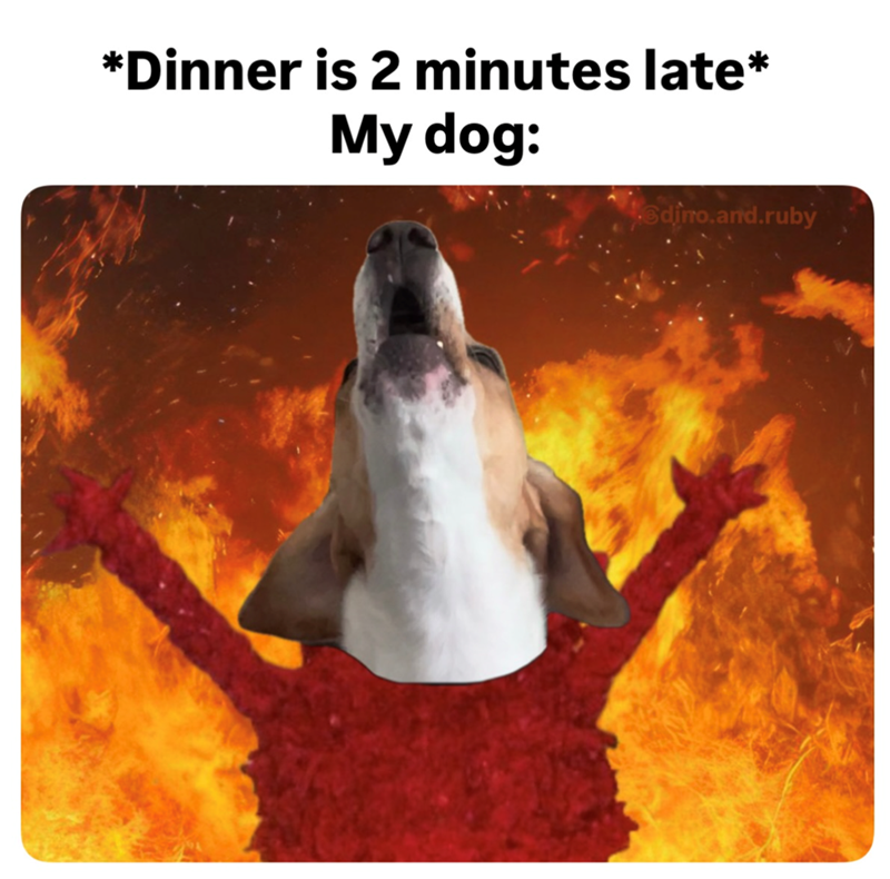 'Good boys get good memes': Dog memes to fill your morning cup with ...