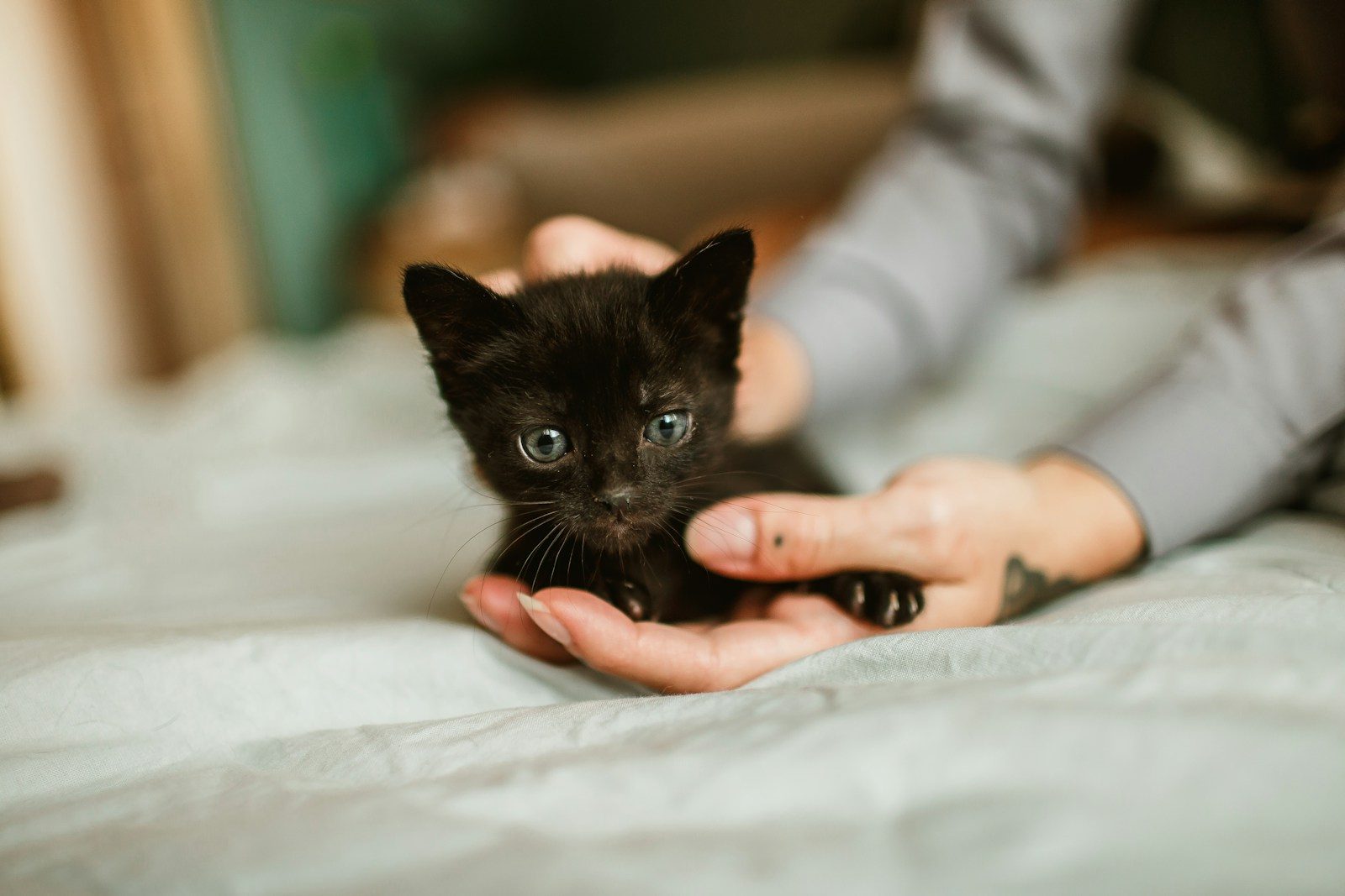 Why do tiny kittens feel safest inside your cupped hands?