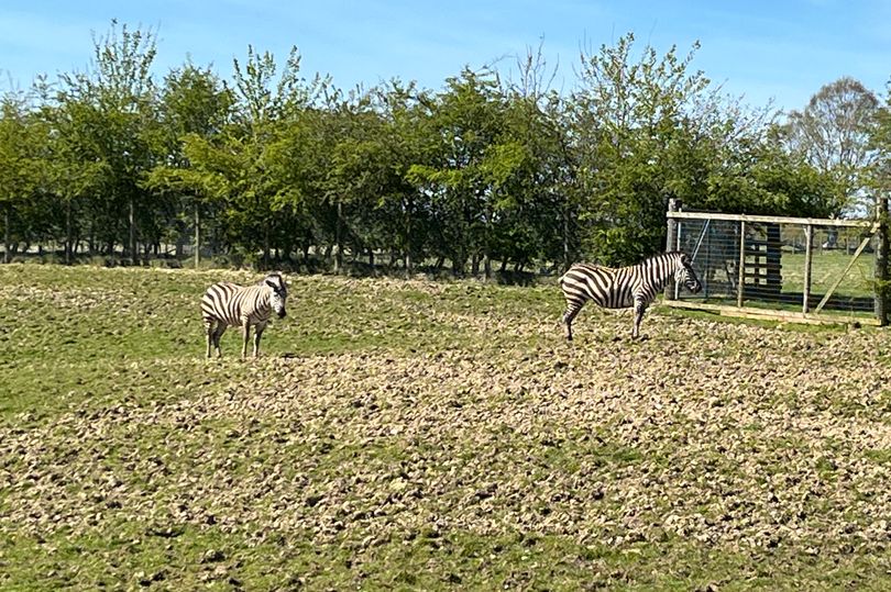 Amazing wildlife park over the Yorkshire border home to wonderful ...